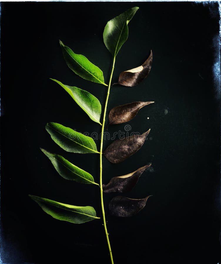 Broken Leaf from Maple Tree on Basalt Stone in Blurred Water of ...