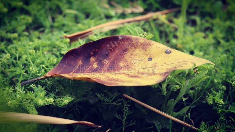 Broken leaf on grass stock image. Image of photooftheday - 241830949