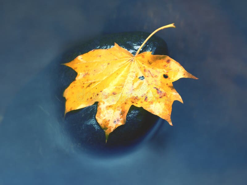Broken Leaf from Maple Tree on Basalt Stone in Blurred Water of ...