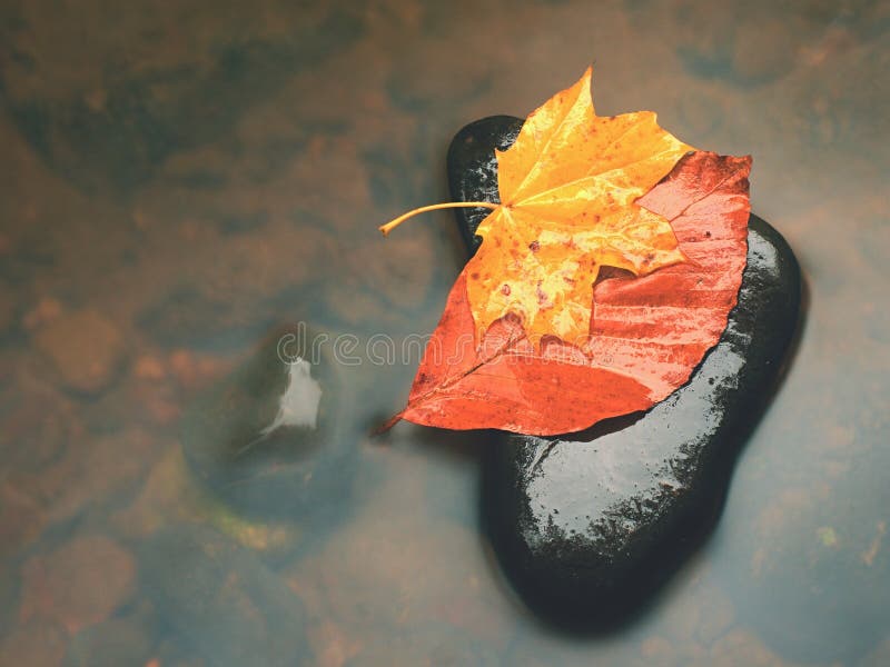 Broken Leaf from Maple Tree on Basalt Stone in Blurred Water of ...