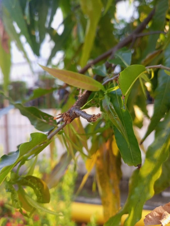 Broken leaf stalks stock image. Image of health, green - 280965981