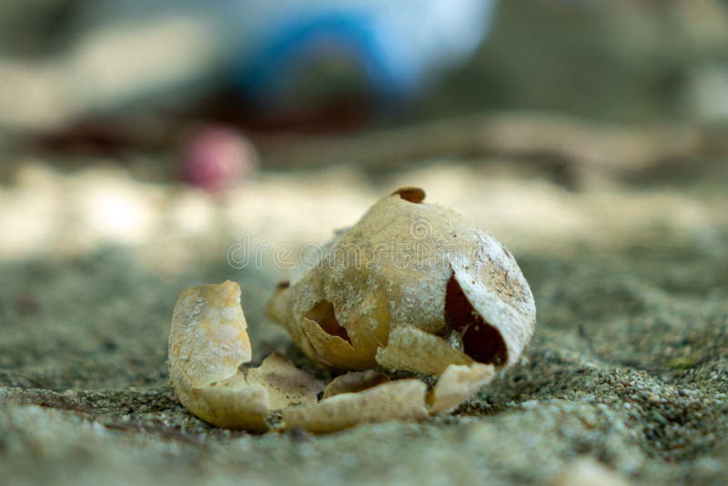 Broken Leatherback Sea Turtle Egg Shell on Tire Tracks, Tobago ...