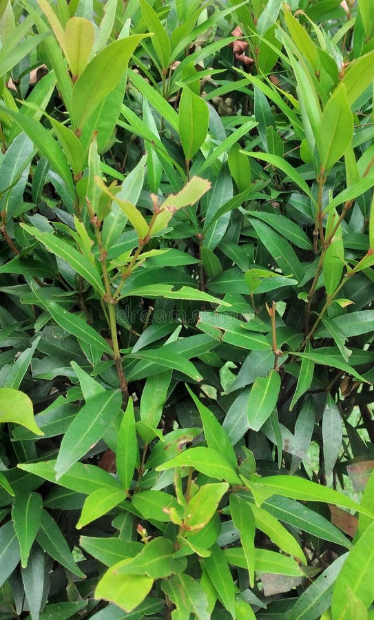 Broken Leaves in the Backyard Stock Image - Image of wildflower, herb ...