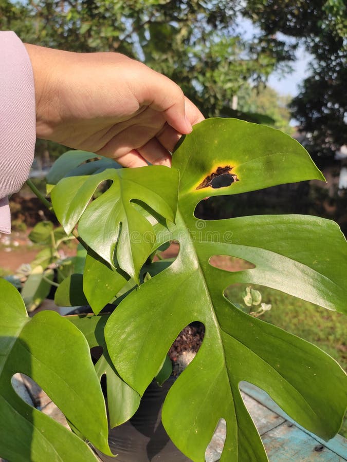 Broken Leaves on Black Tetrasperm Plants Stock Photo - Image of ...