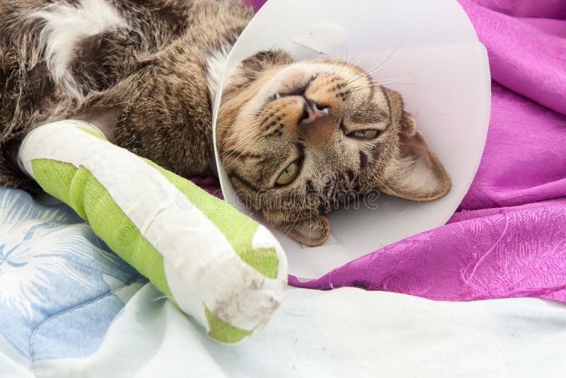 Broken leg splint cat stock image. Image of animal, veterinary - 87338361