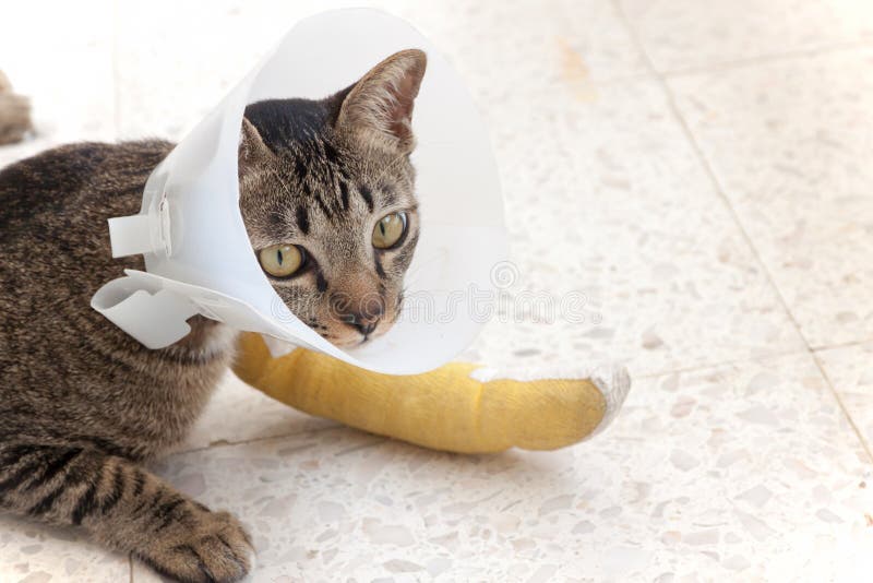 Broken leg splint cat stock image. Image of device, broken - 88108189