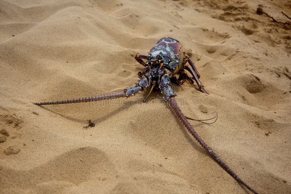 Broken Lobster Shell in the Sun on a Beach Stock Photo - Image of ...