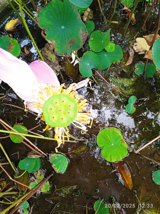 144 Broken Lotus Flower Stock Photos - Free & Royalty-Free Stock Photos ...