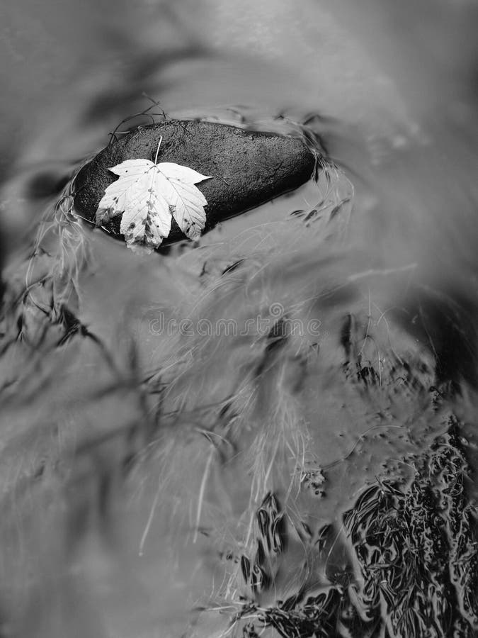 Broken Maple Leaf on Basalt Stone in Water of Mountain River, First ...