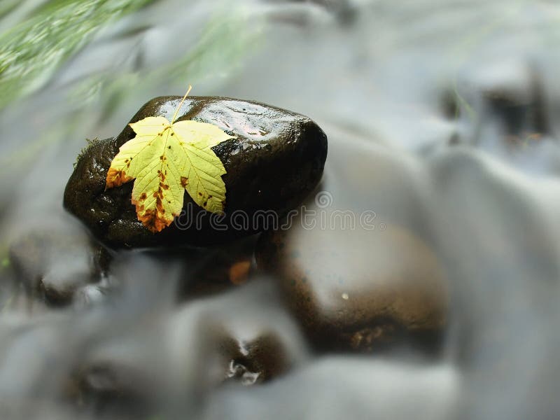 Broken Maple Leaf on Basalt Stone in Water of Mountain River, First ...