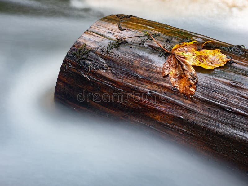Broken Maple Leaf Floating on Tree in River Stock Image - Image of ...
