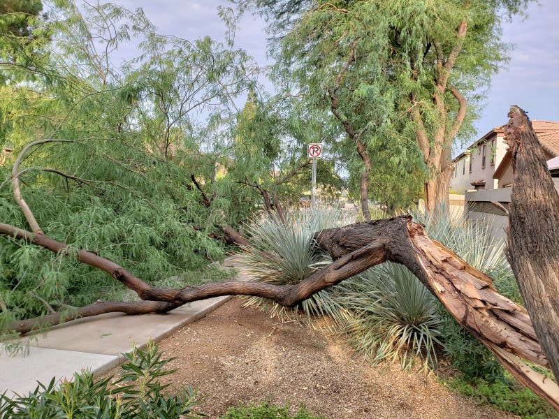 Broken Mesquite Tree Trunk stock image. Image of monsoon - 123989173