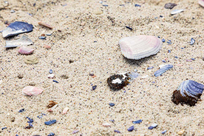 Broken Mussel Shells Washed Up on a Beach Stock Image - Image of ...