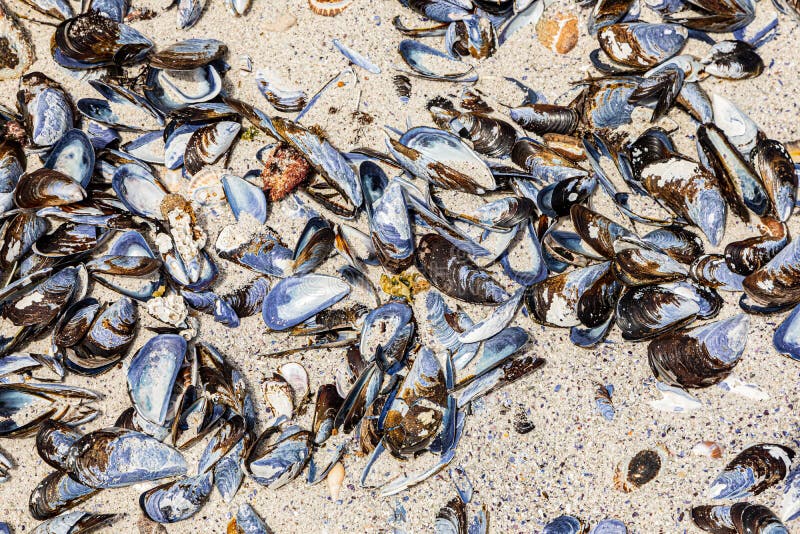 Broken Mussel Shells Washed Up on a Beach Stock Image - Image of ...