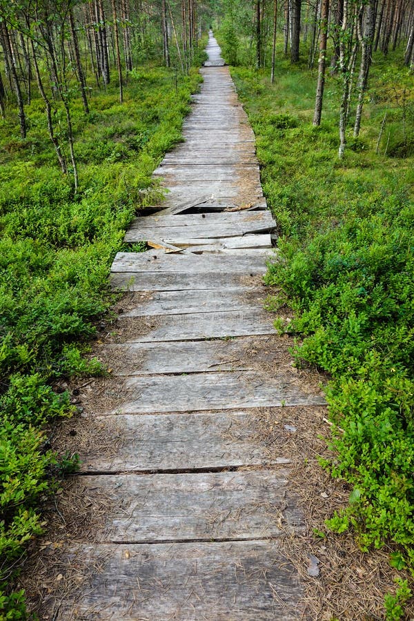 Broken Nature Trail with Blueberry Plants Stock Image - Image of path ...