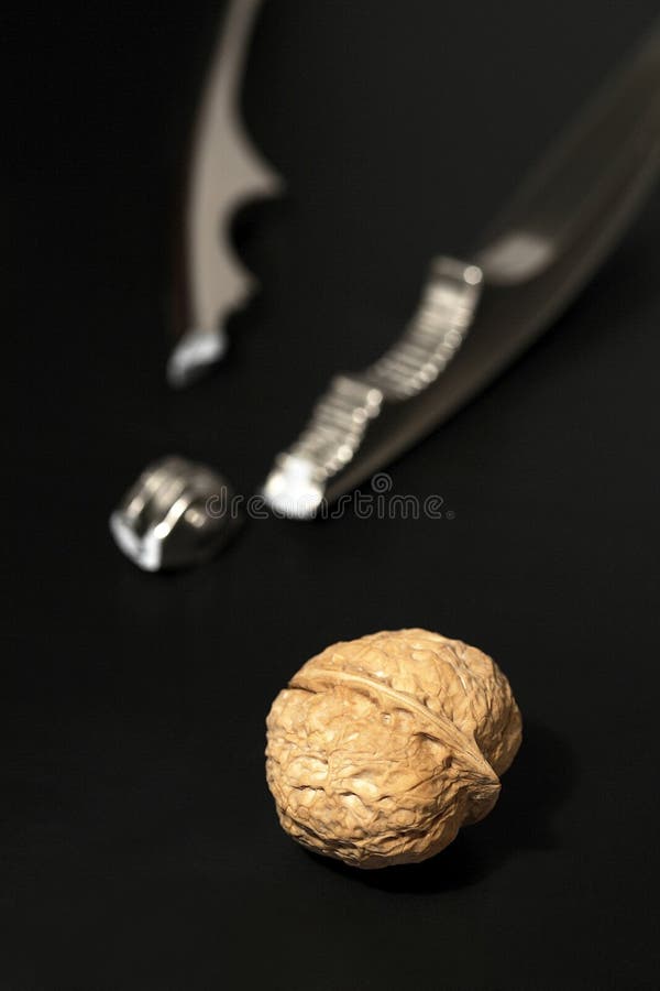 The Broken Walnut Turned Out To Be Rotten Inside. Shell Fragments Of ...