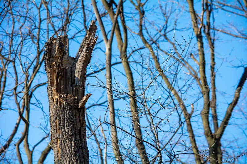 Broken oak tree stock photo. Image of sunlight, leaf - 377796544