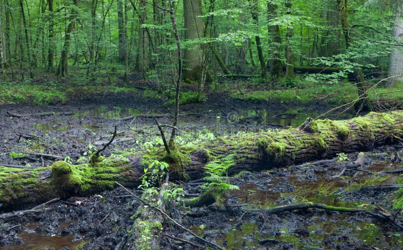 Broken oak tree in mud stock image. Image of stand, europe - 81320303