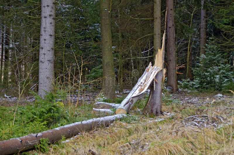 Broken off and fallen tree stock photo. Image of breakage - 52701084