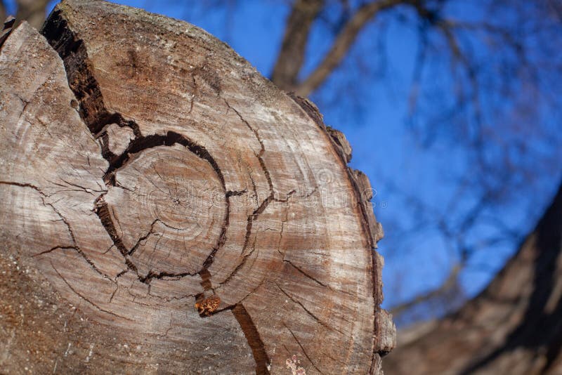 Broken Old Cut Tree Log Piled Up Near a Forest Road in Sunny Summer Day ...