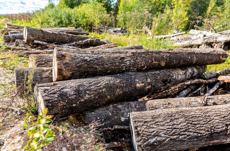 Broken Old Cut Tree Logs Piled Up Near a Forest Road Stock Photo ...