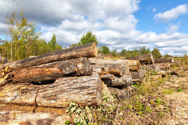 Broken Old Cut Tree Logs Piled Up Near a Forest Road in Sunny Summer ...