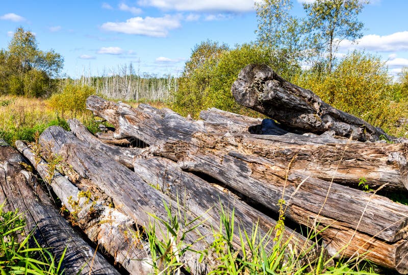 Broken Old Cut Tree Logs Piled Up Near a Forest Road in Summer ...