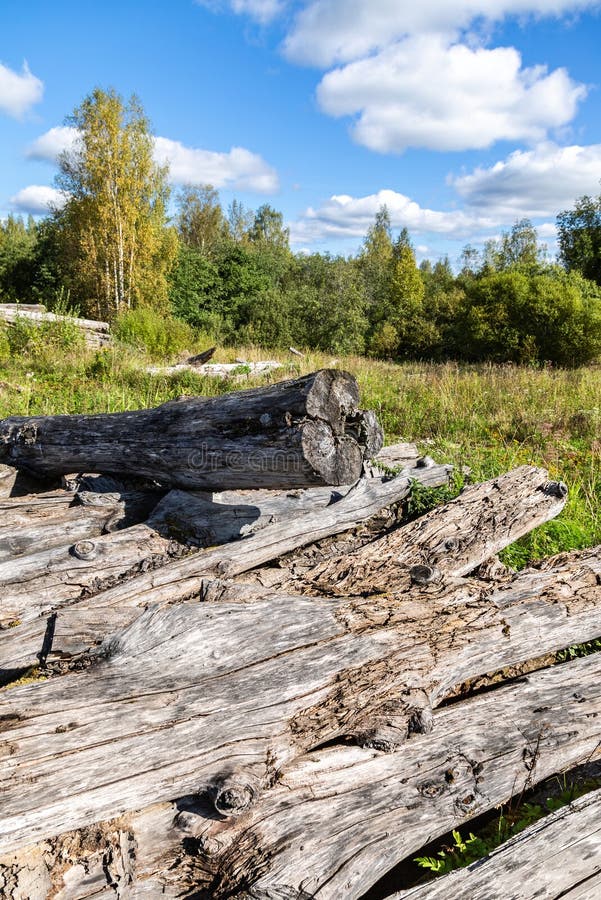 Broken Old Cut Tree Logs Piled Up Near a Forest Road in Summer ...