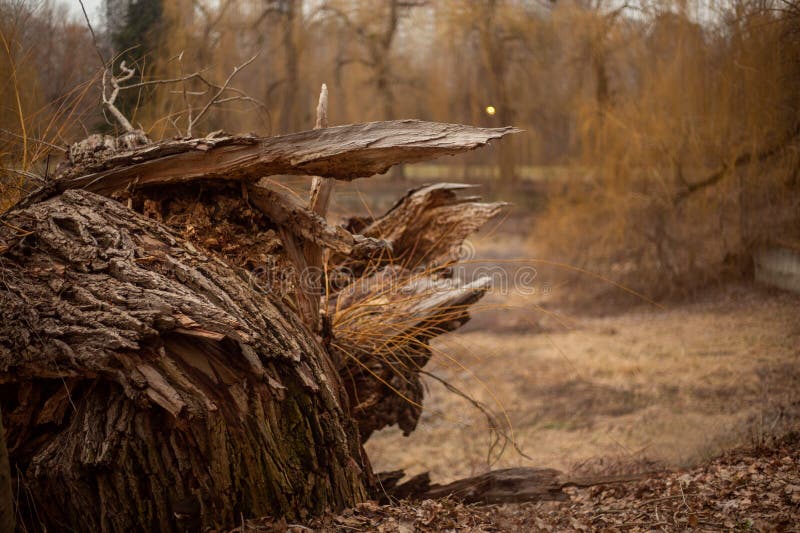 35,921 Old Large Tree Trunk Stock Photos - Free & Royalty-Free Stock ...