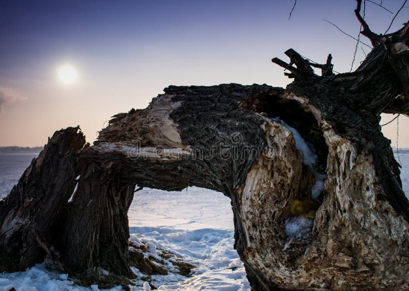 Broken old tree stock image. Image of tree, water, seasons - 88574381