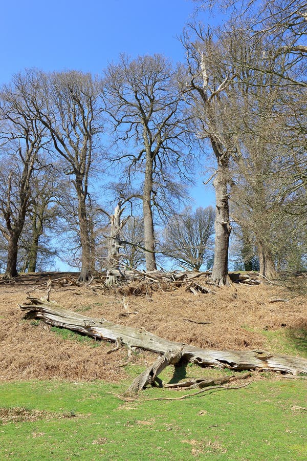 Broken Old Tree Laying on the Grass in a Woodland Landscape Stock Photo ...
