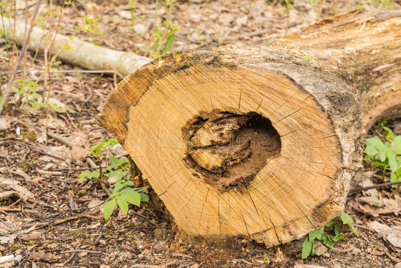 In a broken old tree stock image. Image of crevice, decay - 92145657