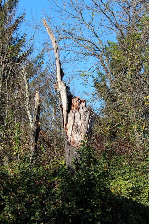 Broken Old Tree Stumps Left in Local Forest after Storm Surrounded with ...