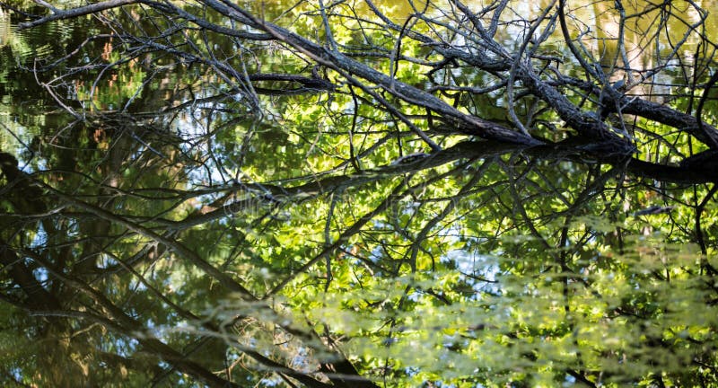 Abstract Tree Reflections in Water Stock Illustration - Illustration of ...