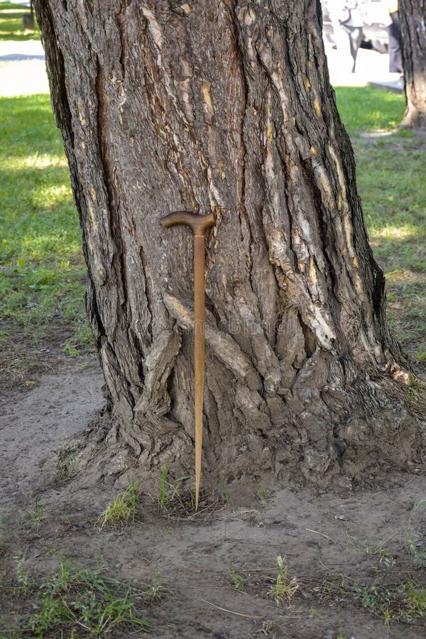 Textured Stick and Rocks on Shoreline Stock Photo - Image of park ...