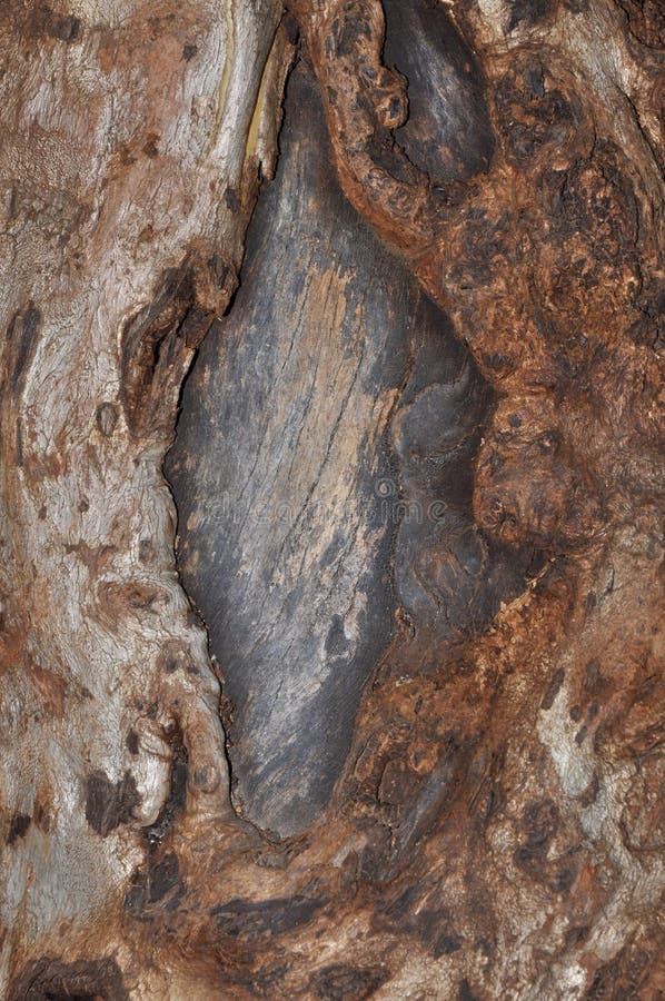 Broken Open: Bark Textures stock photo. Image of revealing - 62280314