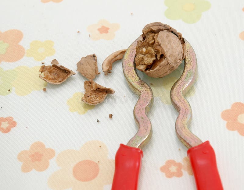 Broken open walnut stock image. Image of isolated, nutshell - 26517537