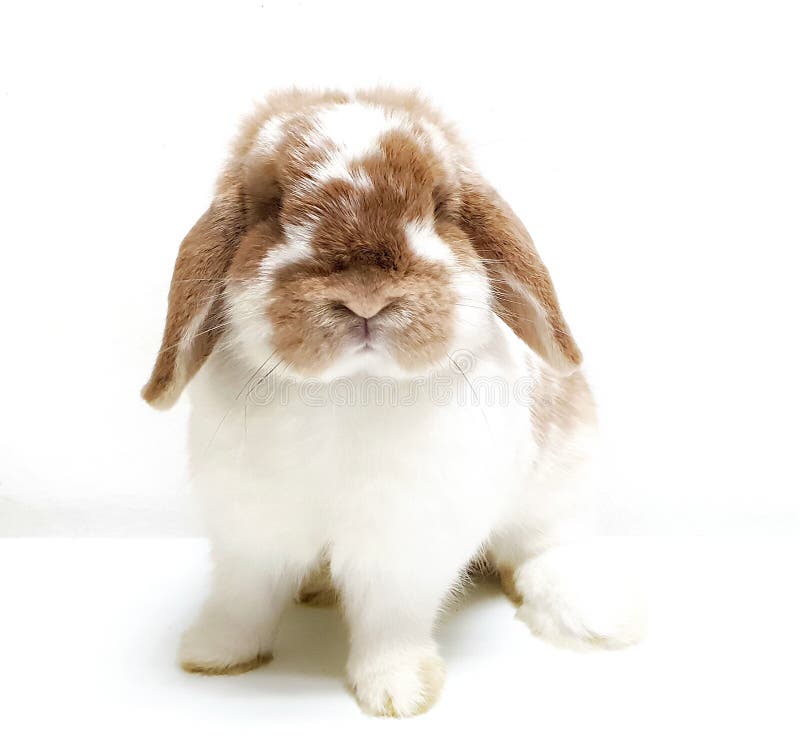 2+ Bunny holland lop Free Stock Photos - StockFreeImages