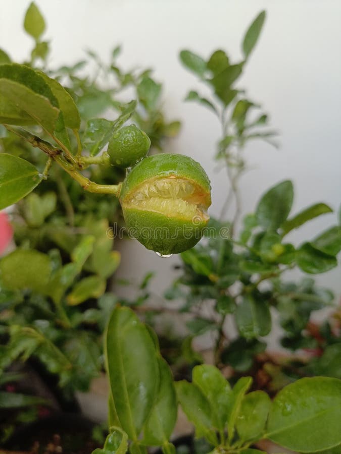 Broken orange at my garden stock photo. Image of plant - 321278144