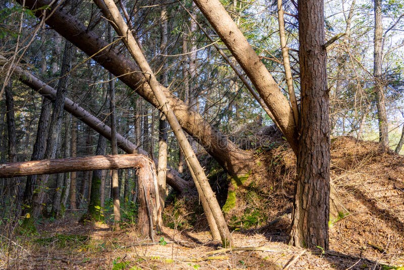 Broken and Overturned Tree Trunks after a Storm in the Attemsmoor in ...