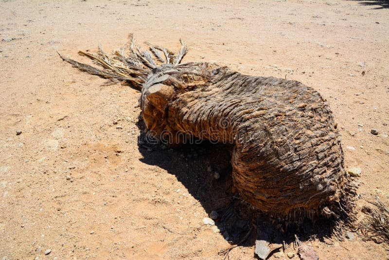 A Broken Palm Tree Lies on the Desert Sand Under the Scorching Sun ...