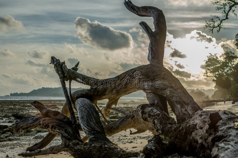 Broken Peace of Wood or Fallen Tree on a Beach Stock Image - Image of ...