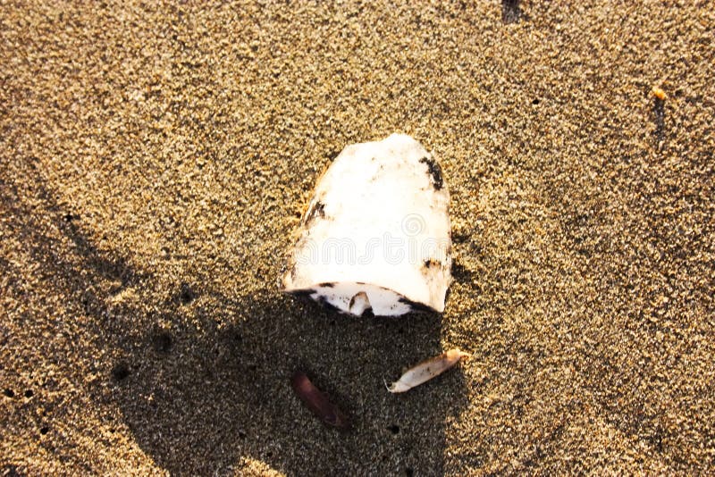 A Broken Piece of Sanded Cuttlefish Bone. Natural Organic Element ...