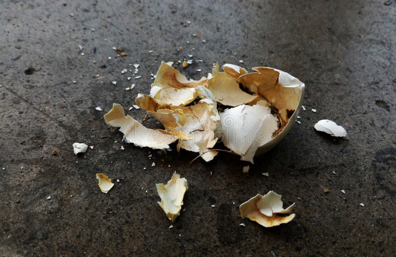 Broken pigeon egg shell stock photo. Image of broke, little - 88047962