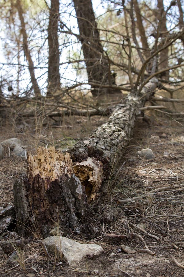 Broken Pine on the Coast after Storm. Stock Image - Image of pine ...