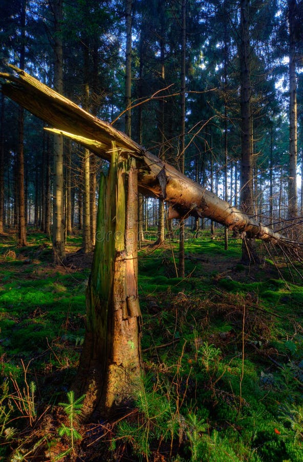 Broken pine tree stock photo. Image of storm, moss, lumber - 22990240