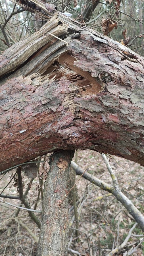 Broken pine tree stock photo. Image of trunk, soil, wilderness - 271240160