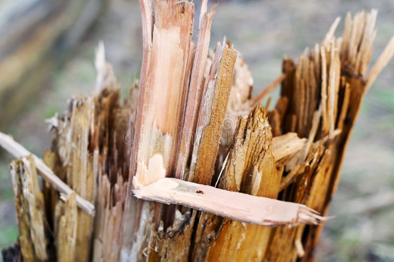 Broken Pine Tree in the Forest Stock Image - Image of weather, forest ...