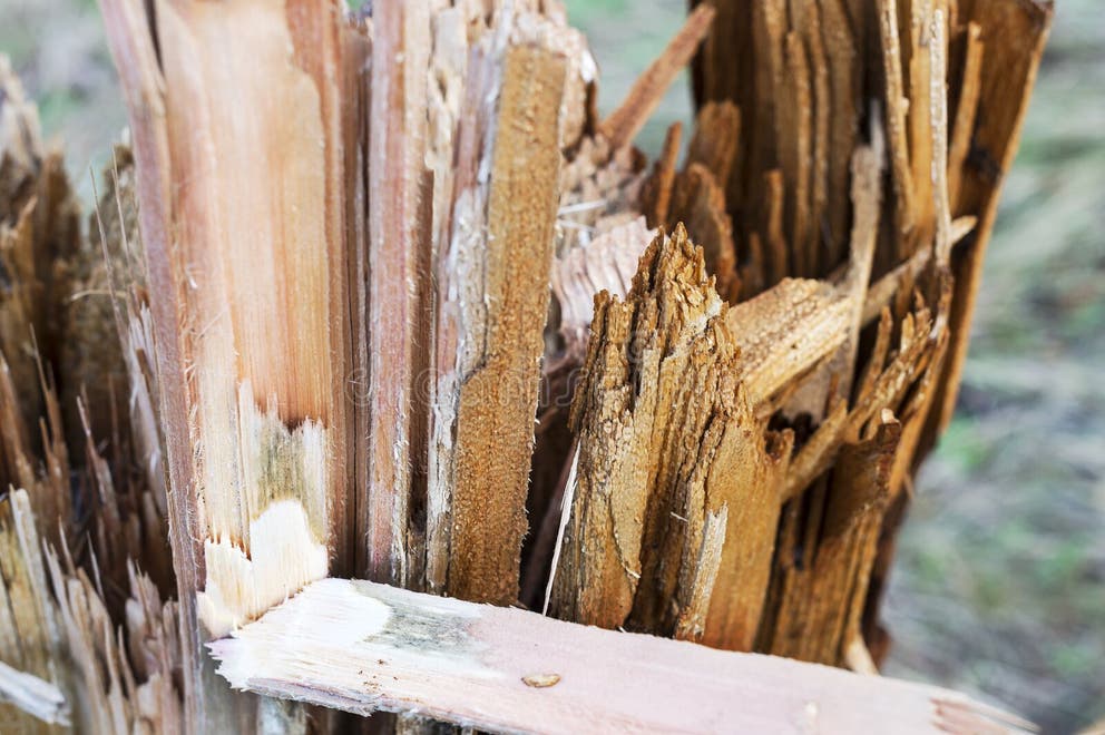 Broken Pine Tree in the Forest Stock Photo - Image of branch ...