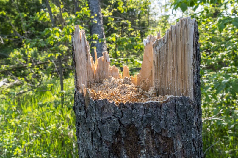 Broken Pine Tree in the Forest Stock Image - Image of season, landscape ...